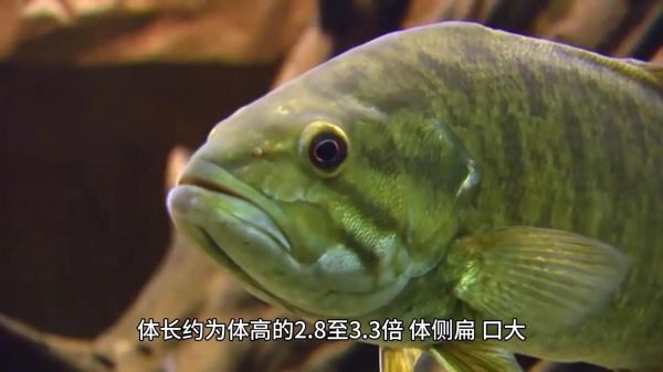 红石斑鱼多少钱一斤2020_2020年红石斑鱼价格走势-第2张图片-山城妙识