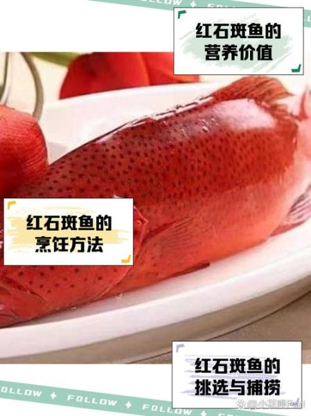 红石斑鱼多少钱一斤2020_2020年红石斑鱼价格走势-第1张图片-山城妙识
