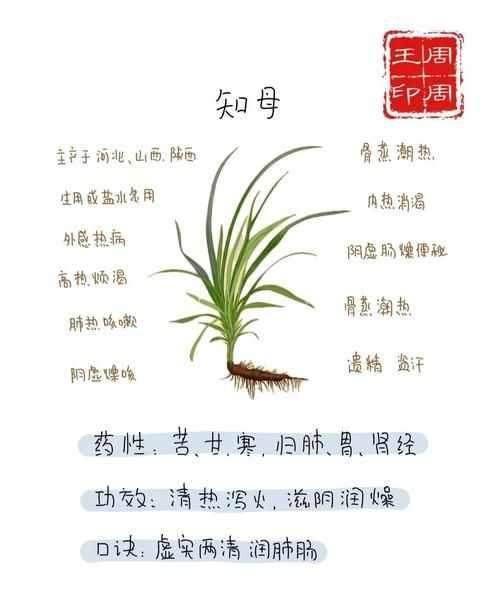 知母的功效与作用_知母怎么泡水喝最好-第1张图片-山城妙识