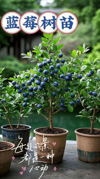 蓝莓李果和蓝莓的区别_哪个营养价值更高-第2张图片-山城妙识