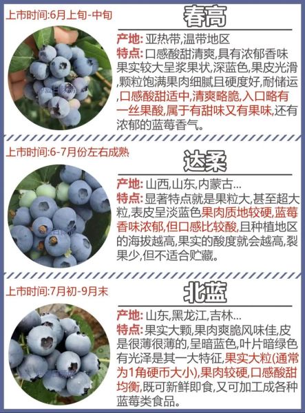 蓝莓李果和蓝莓的区别_哪个营养价值更高-第3张图片-山城妙识