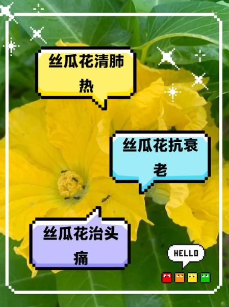 丝瓜花能吃吗_丝瓜花怎么吃-第1张图片-山城妙识