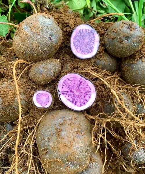 紫土豆图片_紫土豆营养价值有哪些-第1张图片-山城妙识