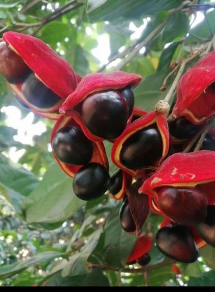 凤眼果树怎么种_凤眼果树几年结果-第1张图片-山城妙识