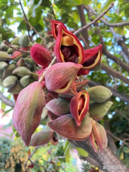 凤眼果树怎么种_凤眼果树几年结果-第3张图片-山城妙识