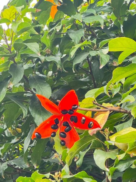 凤眼果树怎么种_凤眼果树几年结果-第2张图片-山城妙识