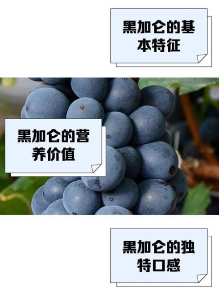 黑加仑是什么水果_黑加仑和葡萄的区别-第1张图片-山城妙识