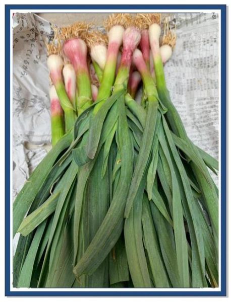 大蒜叶的功效与作用_大蒜叶的害处有哪些-第3张图片-山城妙识