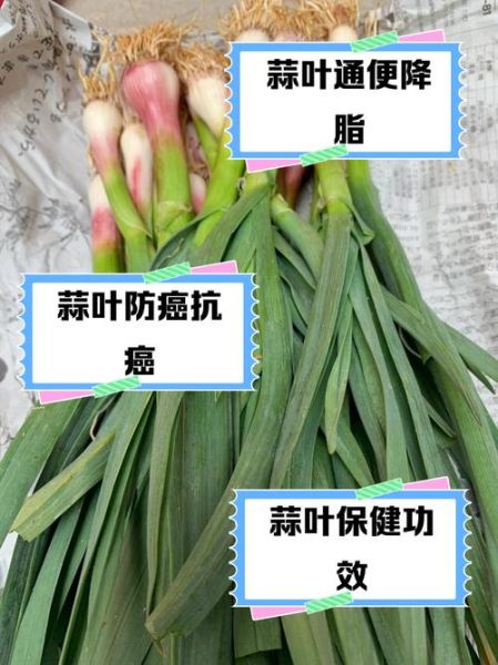 大蒜叶的功效与作用_大蒜叶的害处有哪些-第1张图片-山城妙识