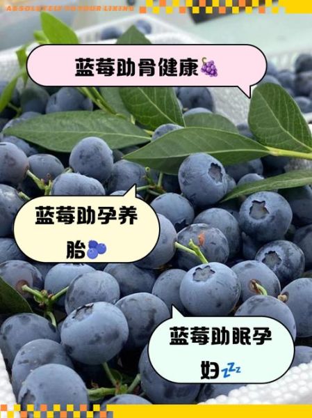 孕妇一天吃多少颗蓝莓_孕妇吃蓝莓的最佳时间-第3张图片-山城妙识