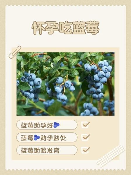 孕妇一天吃多少颗蓝莓_孕妇吃蓝莓的最佳时间-第2张图片-山城妙识