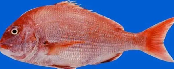 红鲷鱼什么人不能吃_红鲷鱼禁忌人群-第2张图片-山城妙识