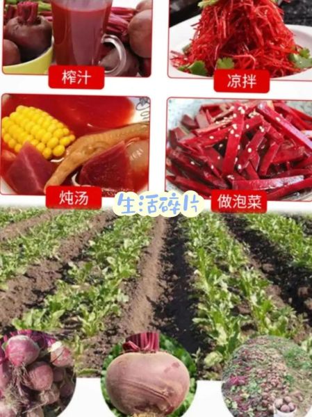 甜菜头怎么做好吃_甜菜头可以生吃吗-第2张图片-山城妙识 甜菜头怎么做好吃_甜菜头可以生吃吗-第2张图片-山城妙识