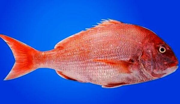 红鲷鱼什么人不能吃_红鲷鱼禁忌人群-第1张图片-山城妙识