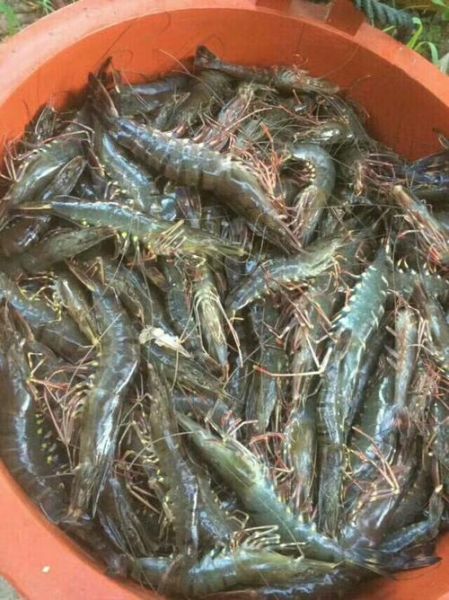 斑节对虾多少钱一斤_斑节对虾价格为什么波动大-第3张图片-山城妙识