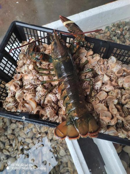 斑节对虾多少钱一斤_斑节对虾价格为什么波动大-第2张图片-山城妙识