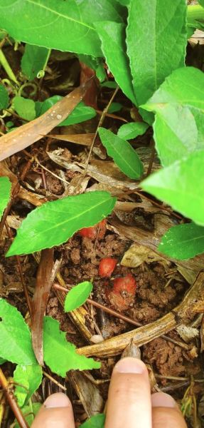 野地瓜长什么样_野地瓜能吃吗-第2张图片-山城妙识