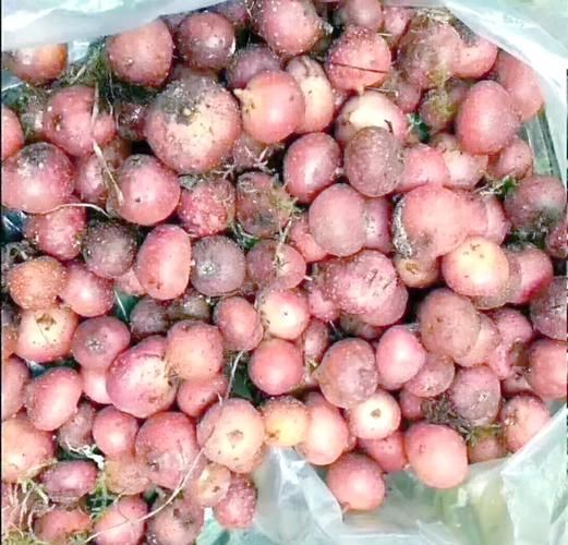 野地瓜长什么样_野地瓜能吃吗-第1张图片-山城妙识