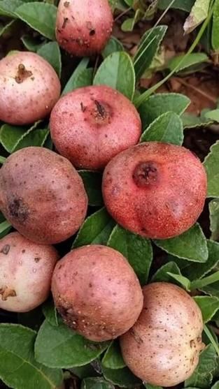 野地瓜长什么样_野地瓜能吃吗-第3张图片-山城妙识