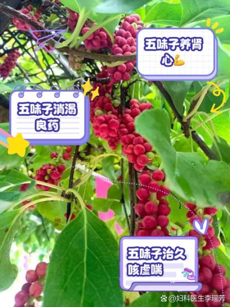 五味子有什么功效_五味子能长期吃吗-第1张图片-山城妙识