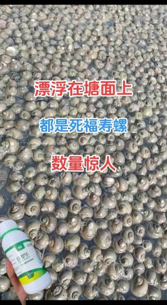 福寿螺到底有多可怕_福寿螺的危害有哪些-第1张图片-山城妙识