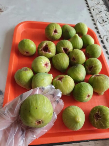 新鲜无花果怎么保存_无花果能放冰箱吗-第1张图片-山城妙识 新鲜无花果怎么保存_无花果能放冰箱吗-第1张图片-山城妙识