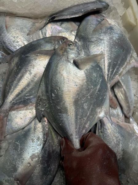 大鲳鱼多少钱一斤_大鲳鱼价格为什么差距大-第1张图片-山城妙识