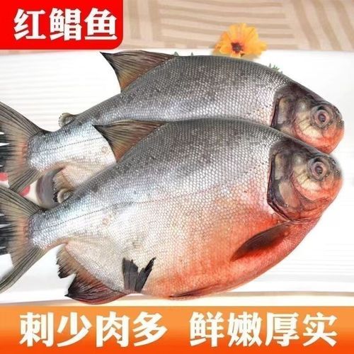 大鲳鱼多少钱一斤_大鲳鱼价格为什么差距大-第3张图片-山城妙识