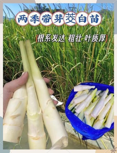 茭白要焯水吗_茭白焯水几分钟-第3张图片-山城妙识 茭白要焯水吗_茭白焯水几分钟-第3张图片-山城妙识