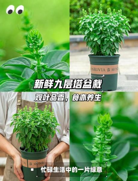 九层塔怎么种_九层塔可以水培吗-第1张图片-山城妙识