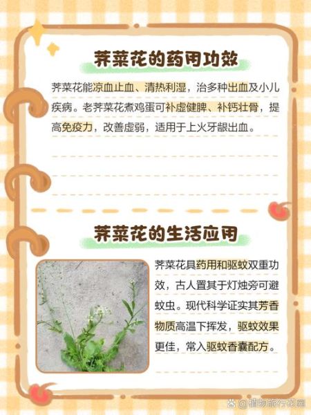 荠菜花晒干泡水喝有什么功效_荠菜花晒干泡水喝的正确方法-第2张图片-山城妙识