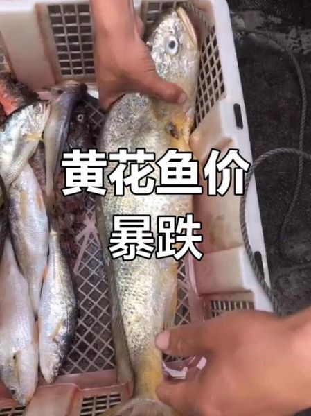 野生黄鱼1斤以上多少钱一斤_野生大黄鱼价格-第1张图片-山城妙识