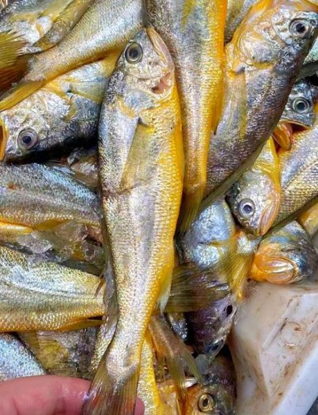 野生黄鱼1斤以上多少钱一斤_野生大黄鱼价格-第3张图片-山城妙识