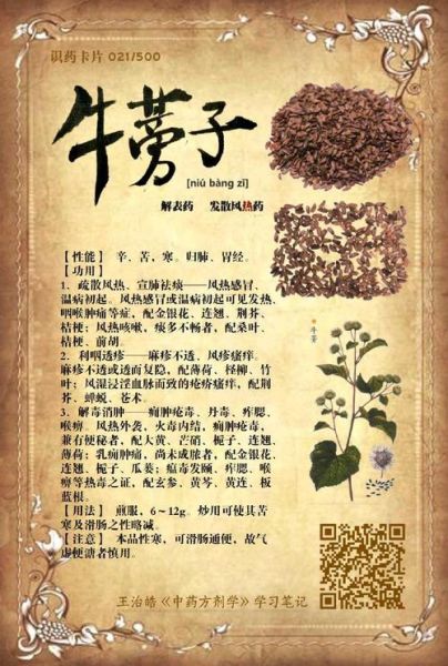 牛蒡子别名叫什么_牛蒡子功效与作用有哪些-第3张图片-山城妙识