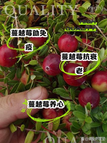 蔓越莓的功效与作用_蔓越莓的禁忌症有哪些-第1张图片-山城妙识