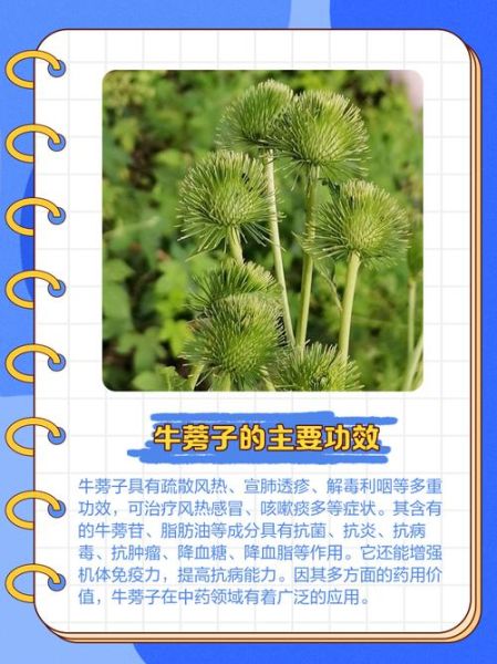 牛蒡子别名叫什么_牛蒡子功效与作用有哪些-第2张图片-山城妙识
