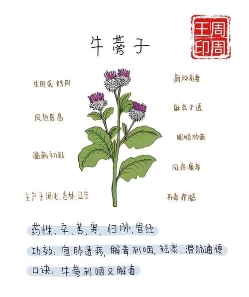 牛蒡子别名叫什么_牛蒡子功效与作用有哪些-第1张图片-山城妙识