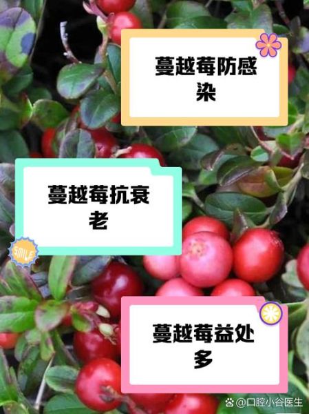 蔓越莓的功效与作用_蔓越莓的禁忌症有哪些-第2张图片-山城妙识