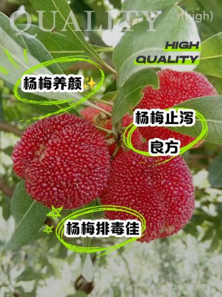 杨梅的营养价值_杨梅的功效与作用有哪些-第3张图片-山城妙识 杨梅的营养价值_杨梅的功效与作用有哪些-第3张图片-山城妙识