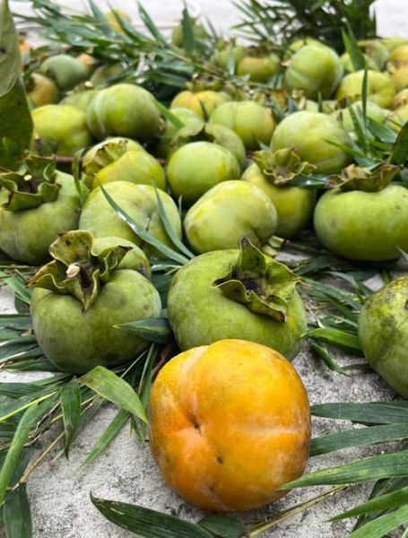 青柿子有什么功效与作用_青柿子能降血糖吗-第1张图片-山城妙识 青柿子有什么功效与作用_青柿子能降血糖吗-第1张图片-山城妙识