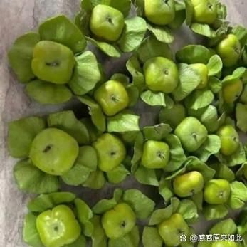 青柿子有什么功效与作用_青柿子能降血糖吗-第3张图片-山城妙识 青柿子有什么功效与作用_青柿子能降血糖吗-第3张图片-山城妙识