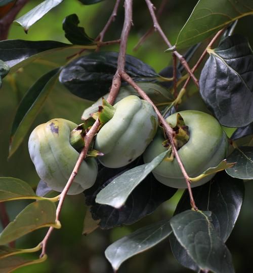 青柿子有什么功效与作用_青柿子能降血糖吗-第2张图片-山城妙识 青柿子有什么功效与作用_青柿子能降血糖吗-第2张图片-山城妙识