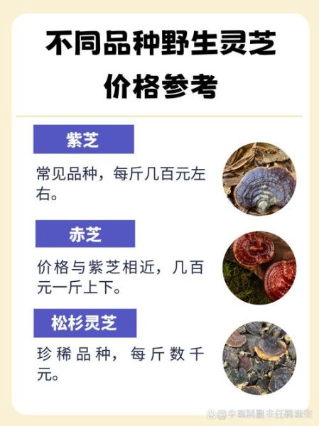 野生灵芝多少钱一斤_野生灵芝为什么这么贵-第1张图片-山城妙识