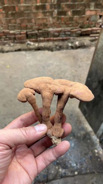 野生灵芝多少钱一斤_野生灵芝为什么这么贵-第2张图片-山城妙识