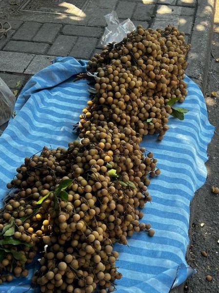 桂圆多少钱一斤_桂圆价格受哪些因素影响-第1张图片-山城妙识