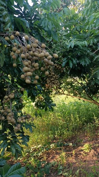 桂圆多少钱一斤_桂圆价格受哪些因素影响-第2张图片-山城妙识