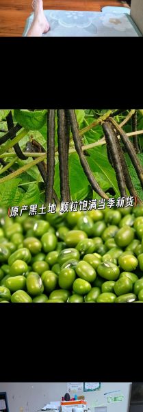 黑绿豆的功效与作用_黑绿豆怎么吃最养肾-第2张图片-山城妙识