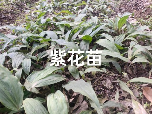 慈姑怎么种_慈姑种植方法步骤-第3张图片-山城妙识