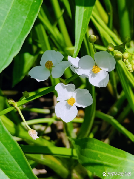慈姑怎么种_慈姑种植方法步骤-第1张图片-山城妙识