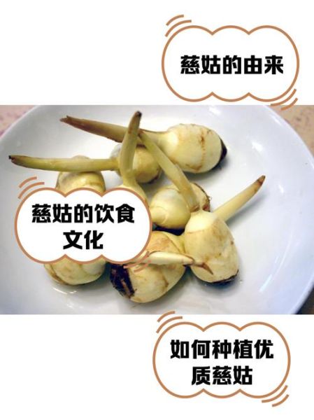 慈姑怎么种_慈姑种植方法步骤-第2张图片-山城妙识